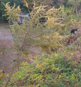 A black cat on Brandon Avenue. | Eric Robert Nolan, Author