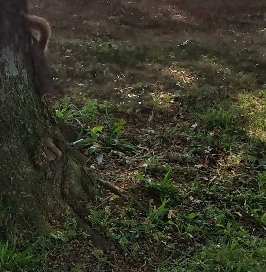 Squirrel in Huff Lane Park. | Eric Robert Nolan, Author