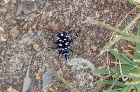 Polka-dot beetle!! | Eric Robert Nolan, Author
