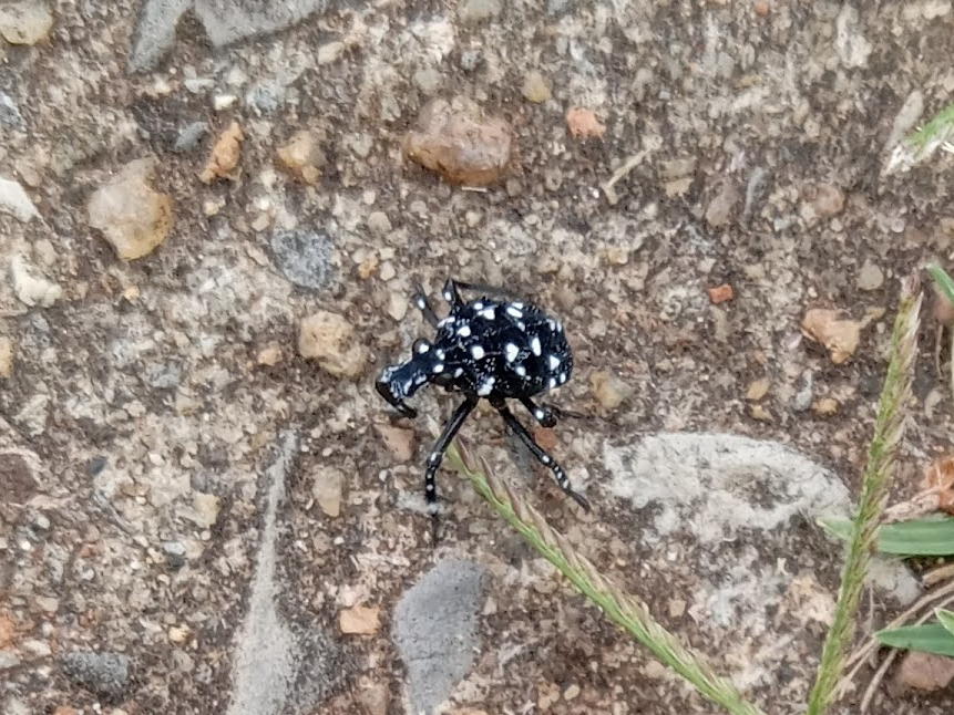 Polka-dot beetle!! | Eric Robert Nolan, Author